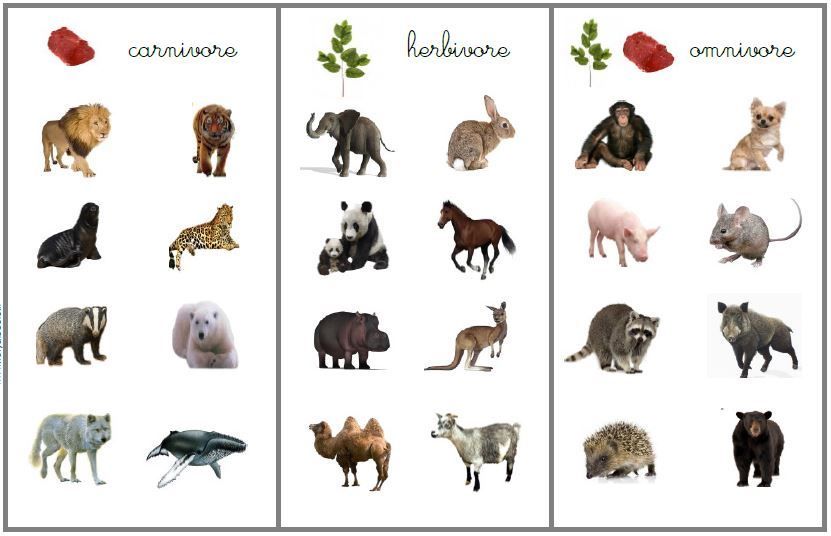 Séance 1 : les différentes classifications des animaux - St Jo elven ENT