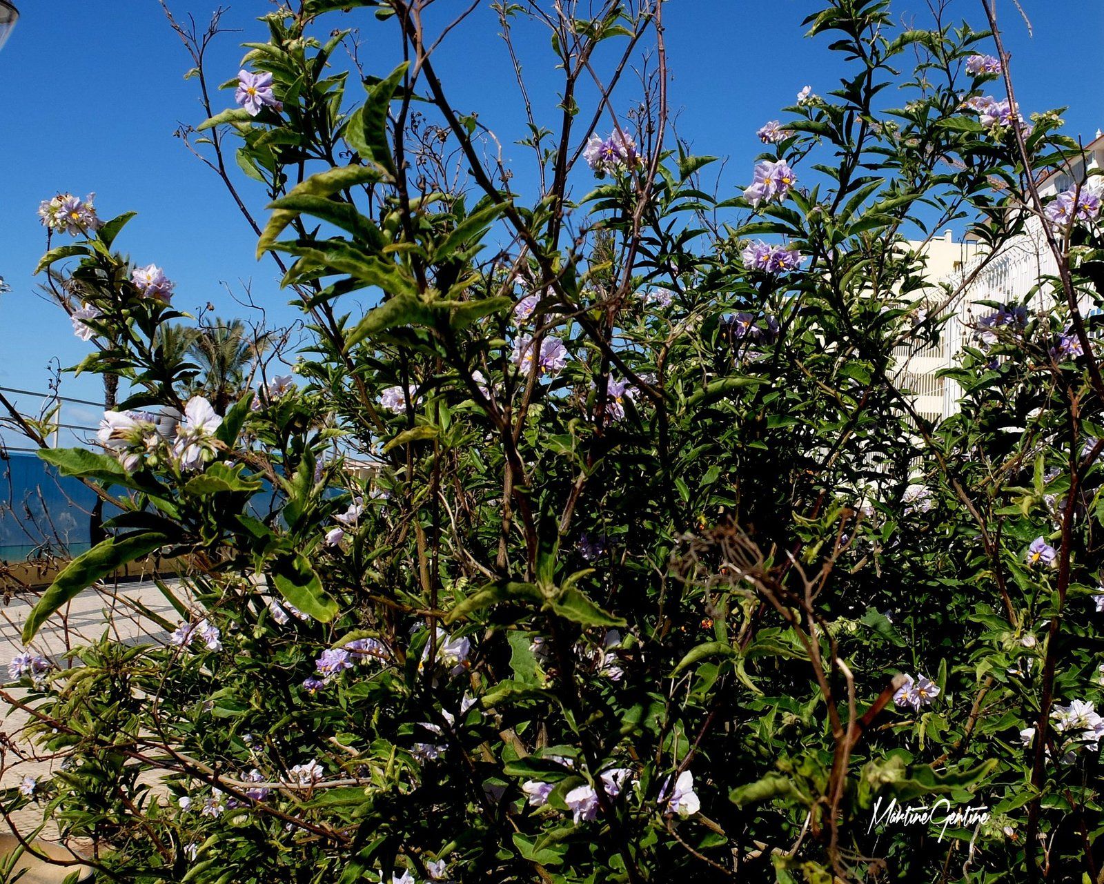 LA MORELLE DE BUENOS-AIRES - La Grande Bibliothèque d'Algarve