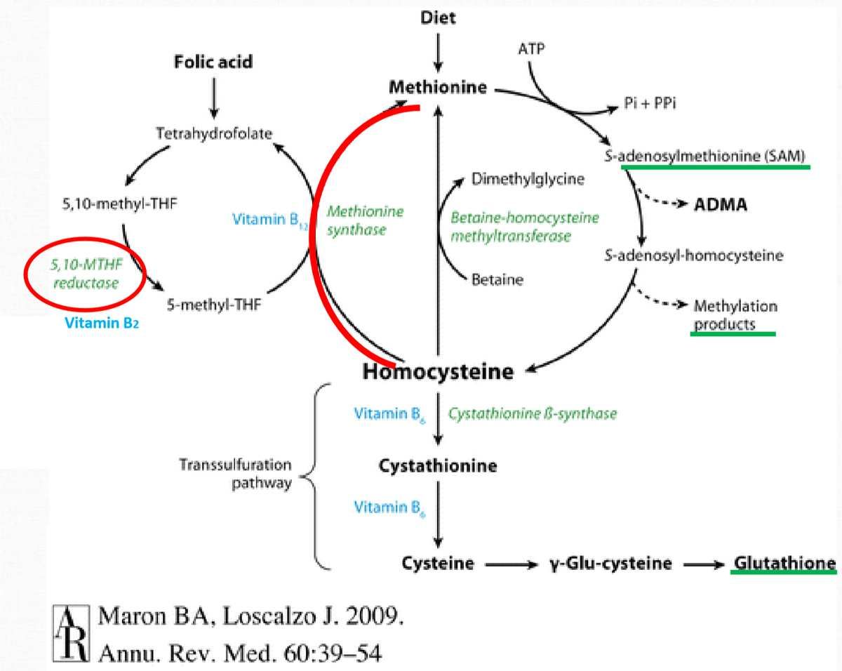 Métabolisme de l'acide folique et MTHFR, un gène essentiel. Maladie d ...