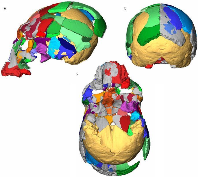 Apidima 1, le plus vieil Homo Sapiens connu en Europe est Grec, et ...