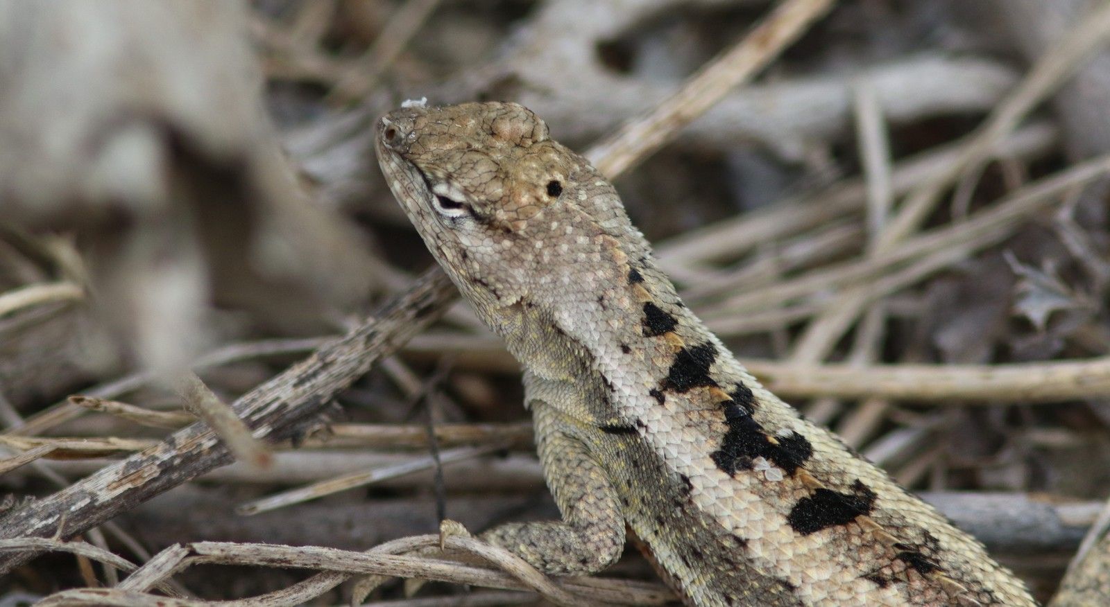 Les Lézards : Caméléon - Gecko - Tarente - Orvet - Lézard ...