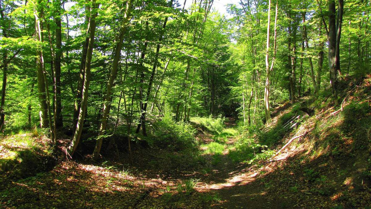 Routes Forestières en forêt de Compiègne - en forêt de Compiègne