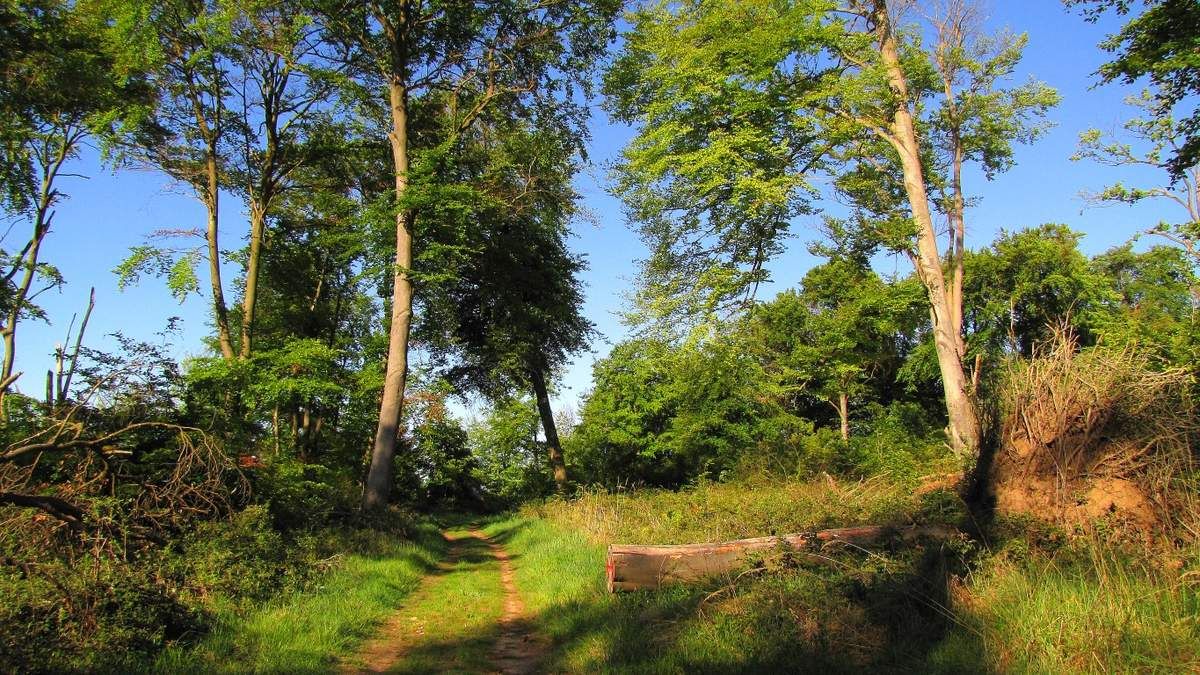 la Forêt de Compiègne - en forêt de Compiègne