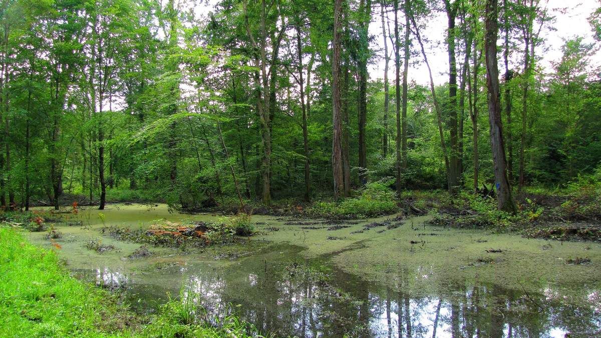 la Forêt de Compiègne - en forêt de Compiègne