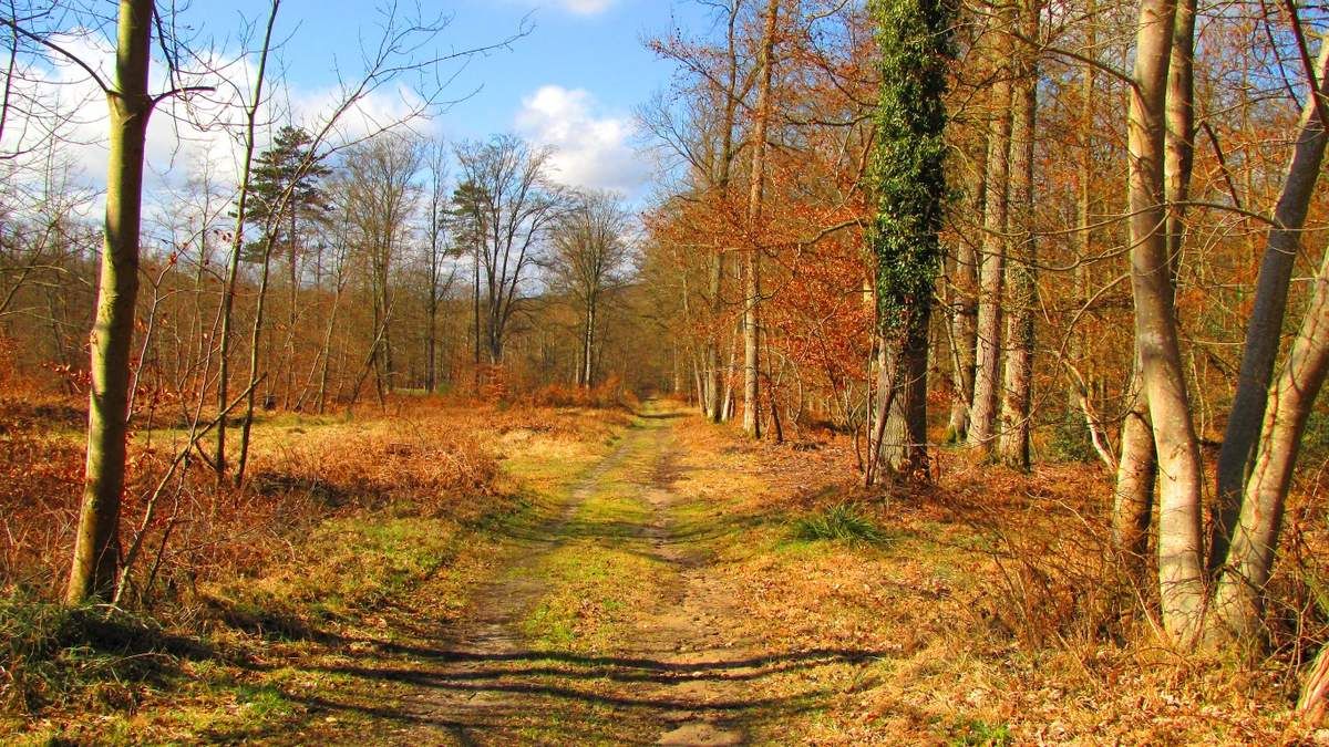 la Forêt de Compiègne - en forêt de Compiègne