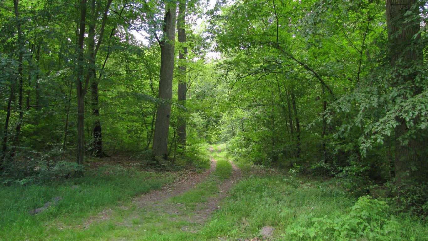 le carrefour de l'Ortille - en forêt de Compiègne