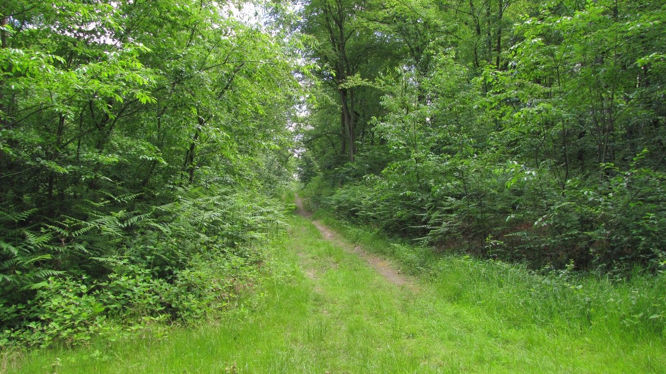 le carrefour de l'Ortille - en forêt de Compiègne