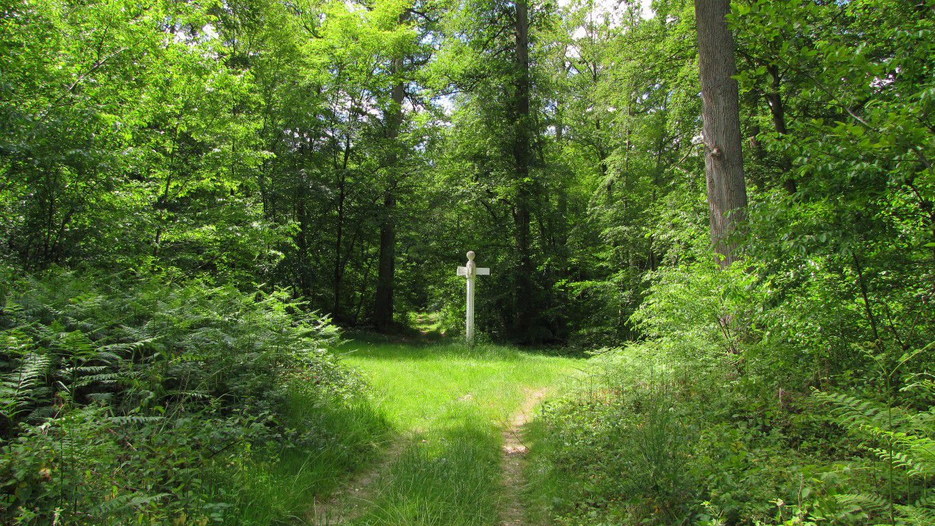 le carrefour de l'Ortille - en forêt de Compiègne