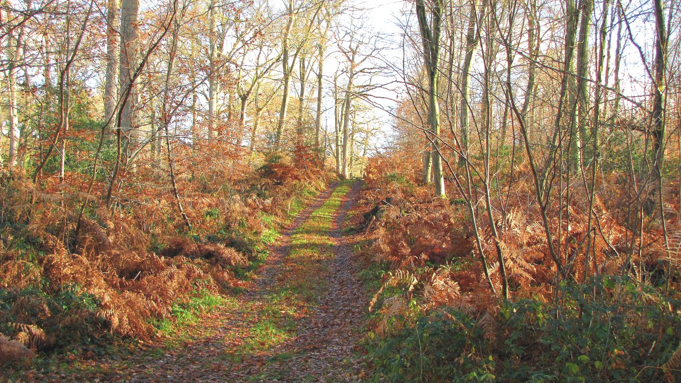 le carrefour de l'Ortille - en forêt de Compiègne