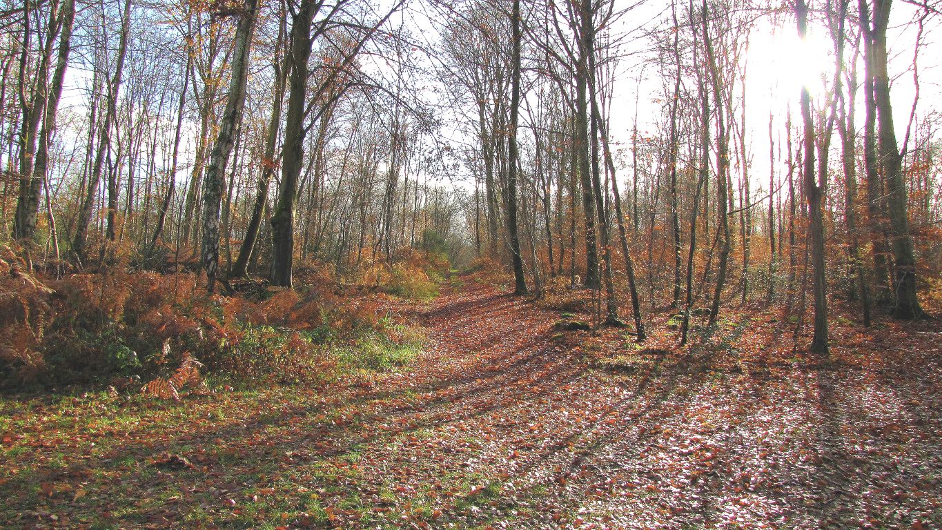 le carrefour de l'Ortille - en forêt de Compiègne