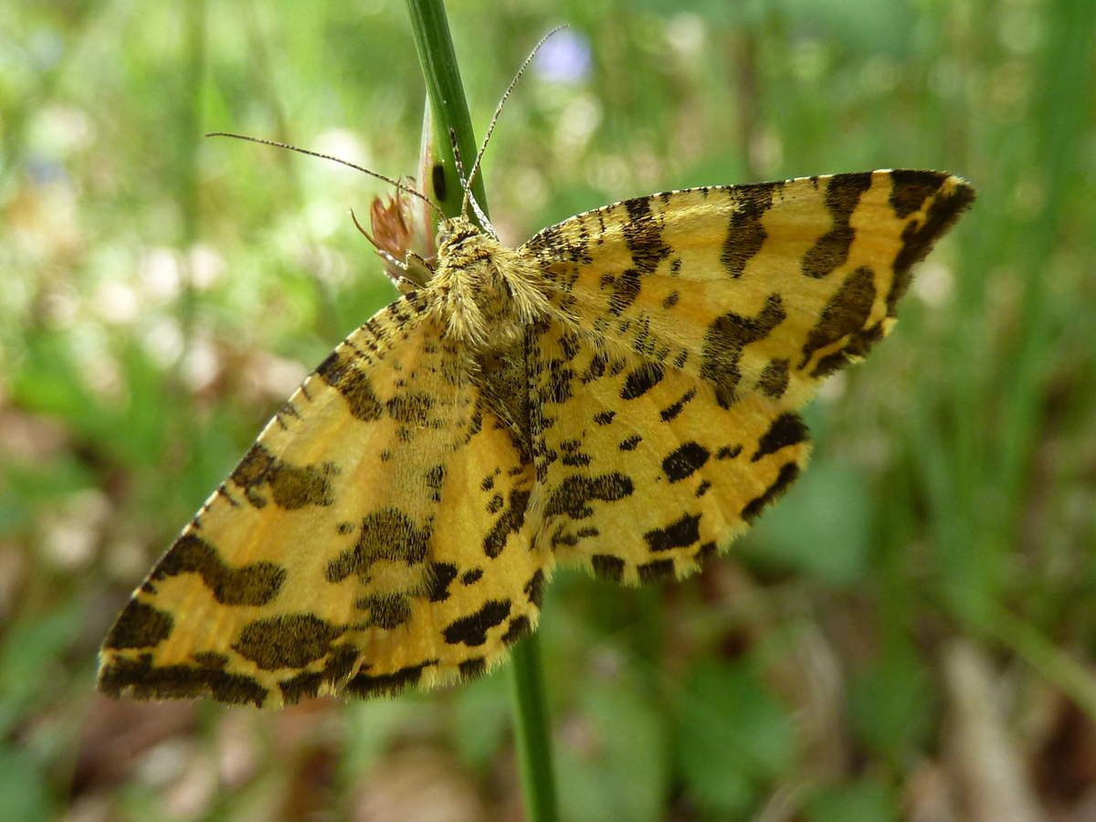 galerie papillons et oiseaux – anjoupapillon
