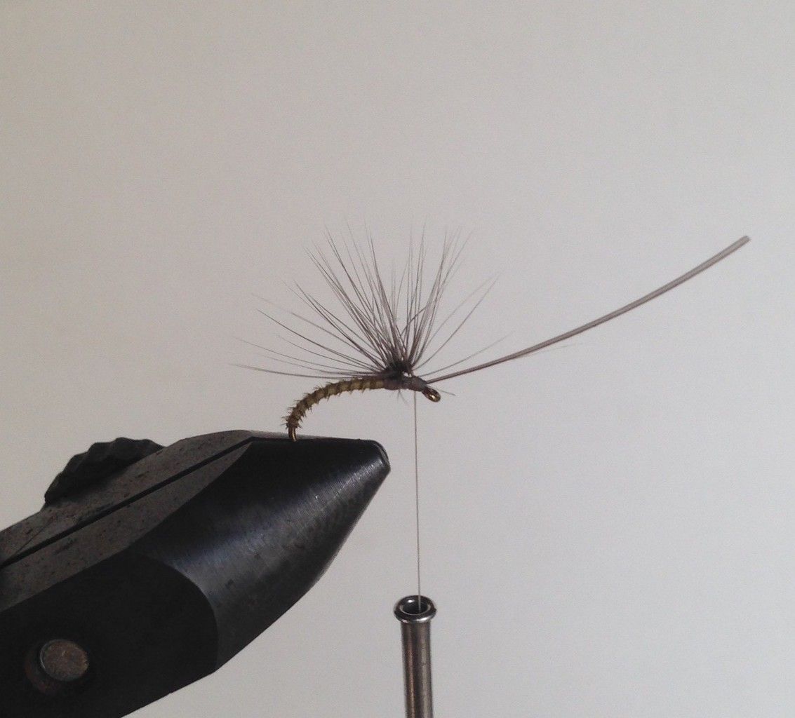 Olive paraloop - flofly.over-blog.com