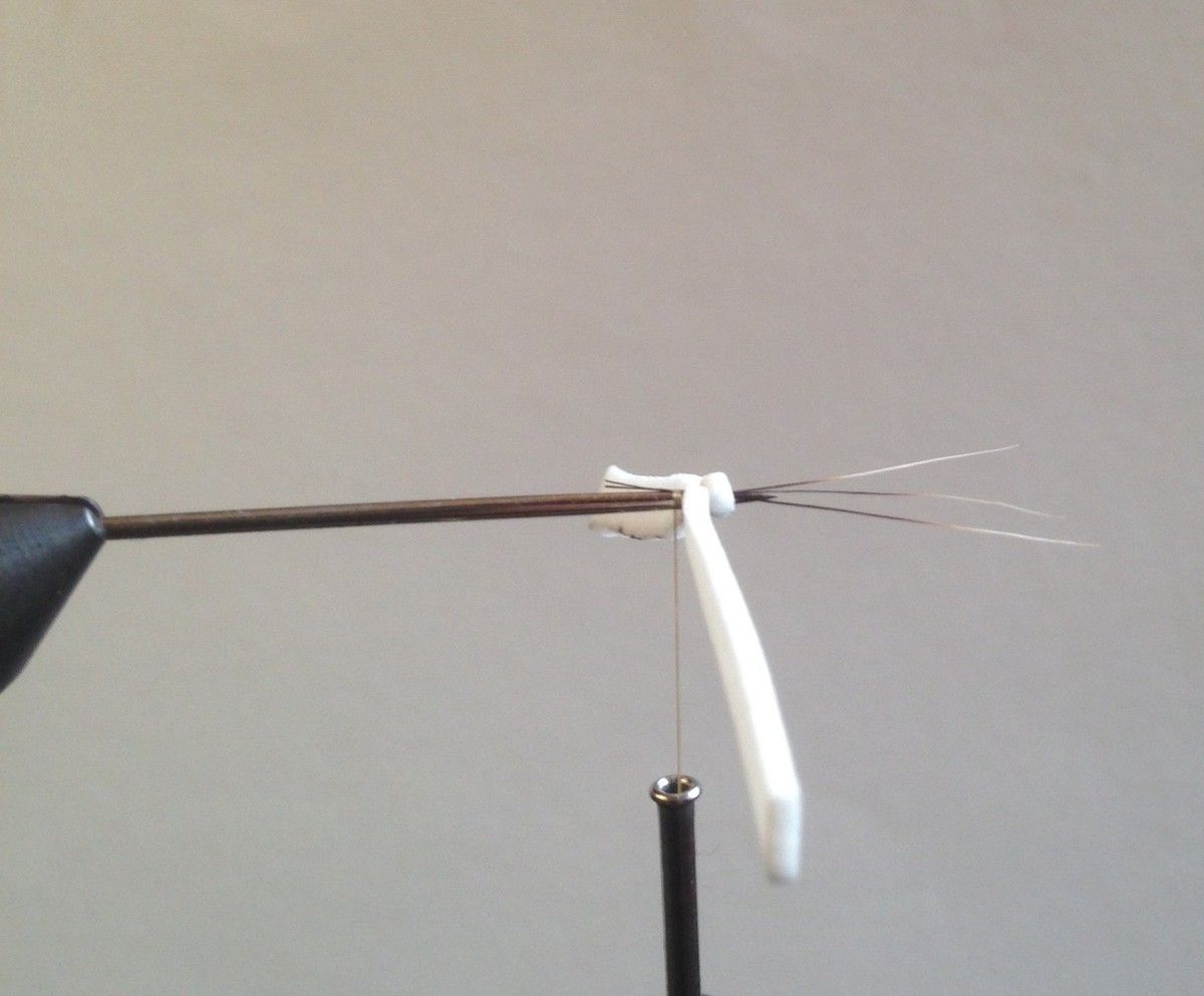 Mayfly extented body, Part 1: The extended body - flofly.over-blog.com