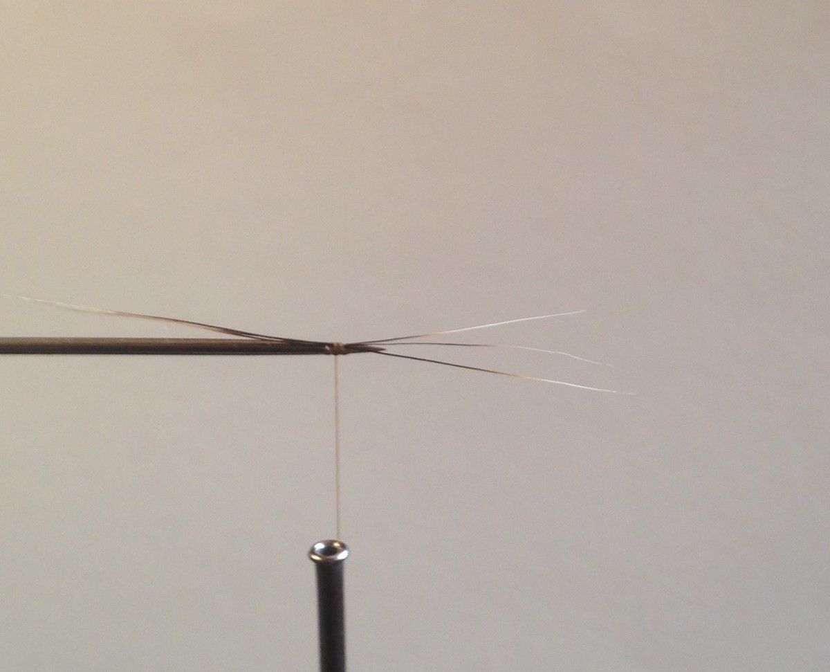 Mayfly extented body, Part 1: The extended body - flofly.over-blog.com