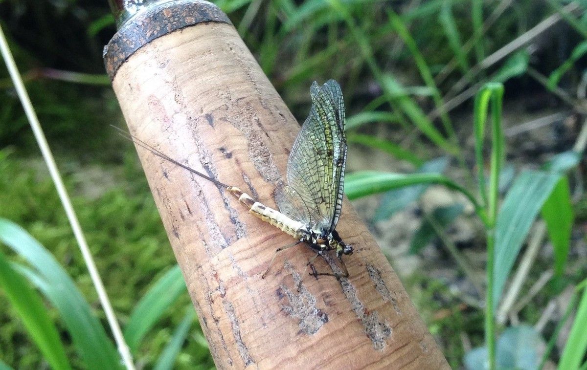 Mayfly extended body, Part 2: The final imitation - flofly.over-blog.com