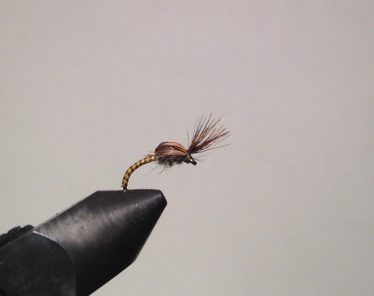 La pose d'aile en chevreuil - flofly.over-blog.com