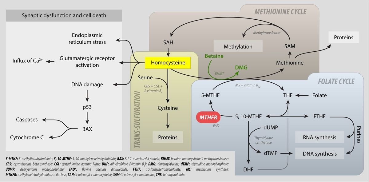 Mutation MTHFR - Troubles de la reméthylation : l'enzyme méthylène ...