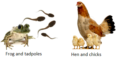 Viumbe na vikembe vyao (Young ones of animals in kiswahili ) - Elimika ...