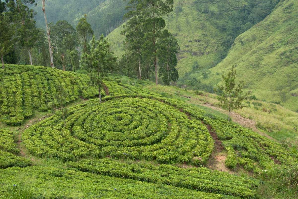 Sri Lanka : Small Adam's Peak - Gérard Pattein
