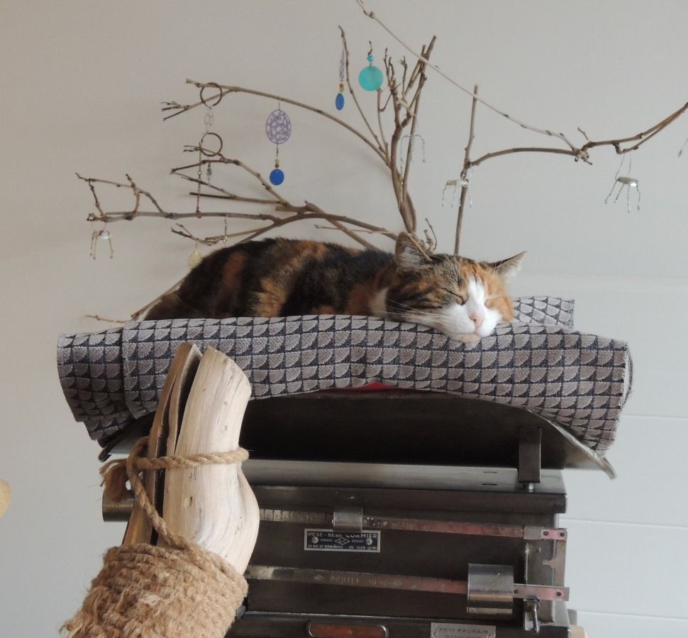 ねんね♡Dodo - フランス猫のミケ Miké, le chat français