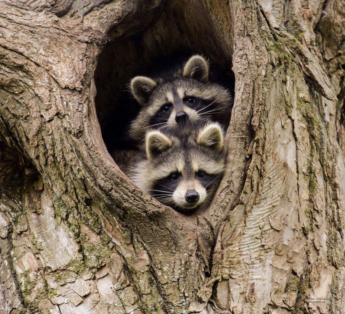 Le raton laveur en France - Biologie&Cie
