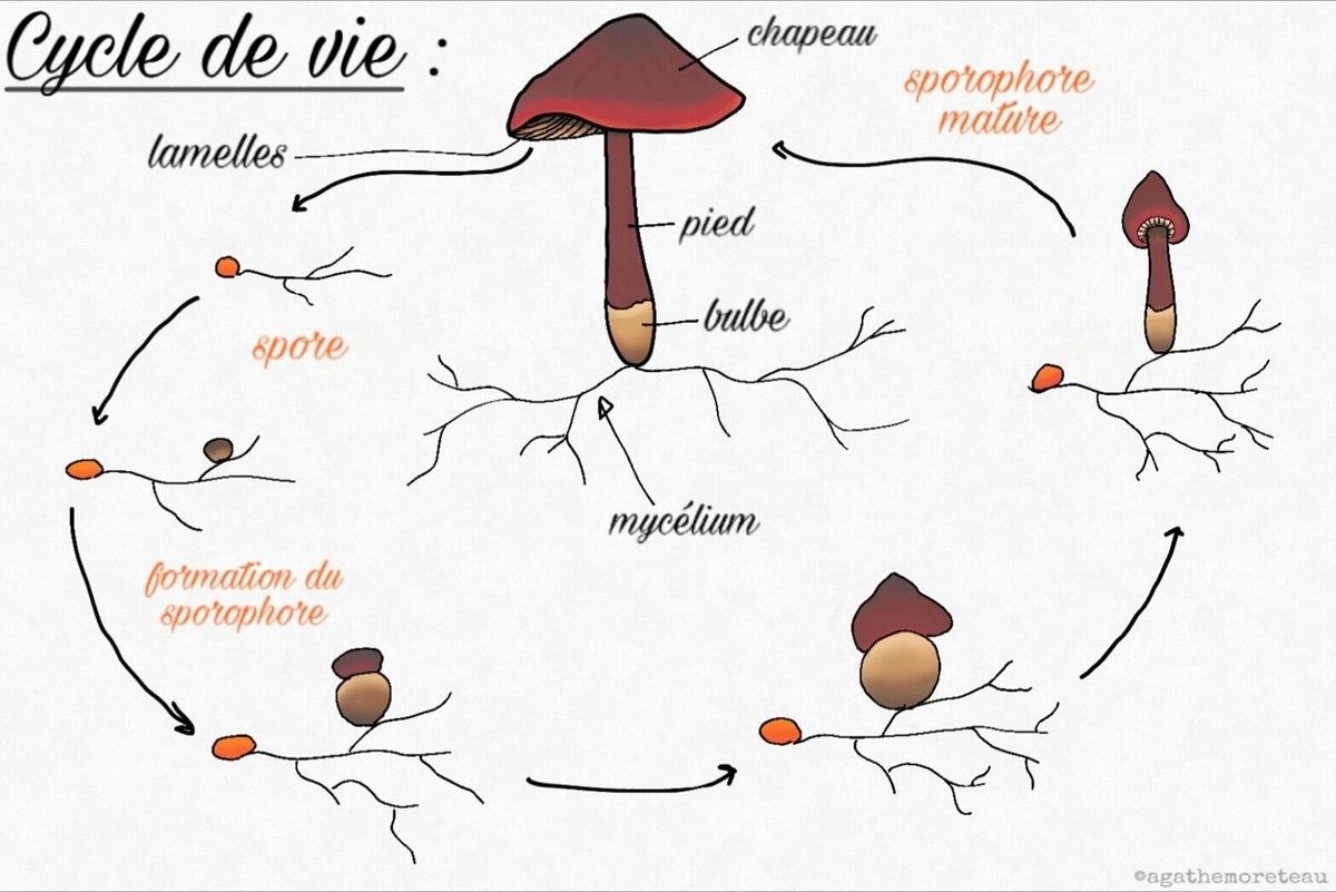 Le cycle de vie des champignons basidiomycètes - Biologie&Cie