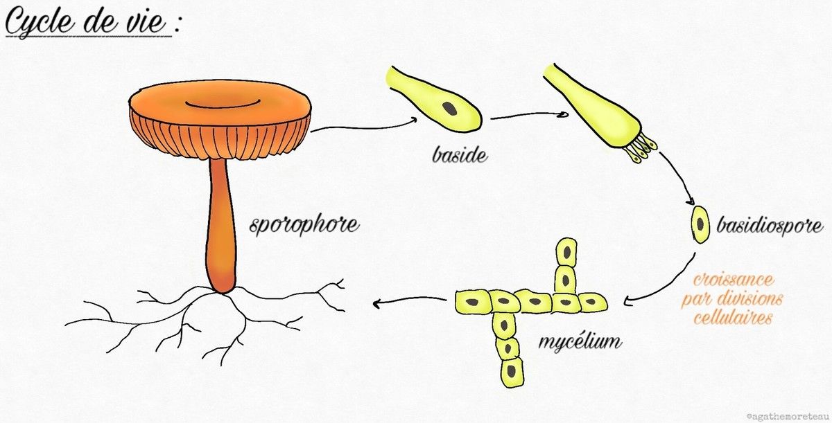 Le cycle de vie des champignons basidiomycètes - Biologie&Cie