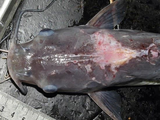 Causes of crack head disease, and how to treat catfish crack head ...