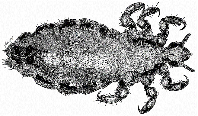 Analyse Linéaire - "Le Pou", Lautréamont - Les Voyages de Rimbaud