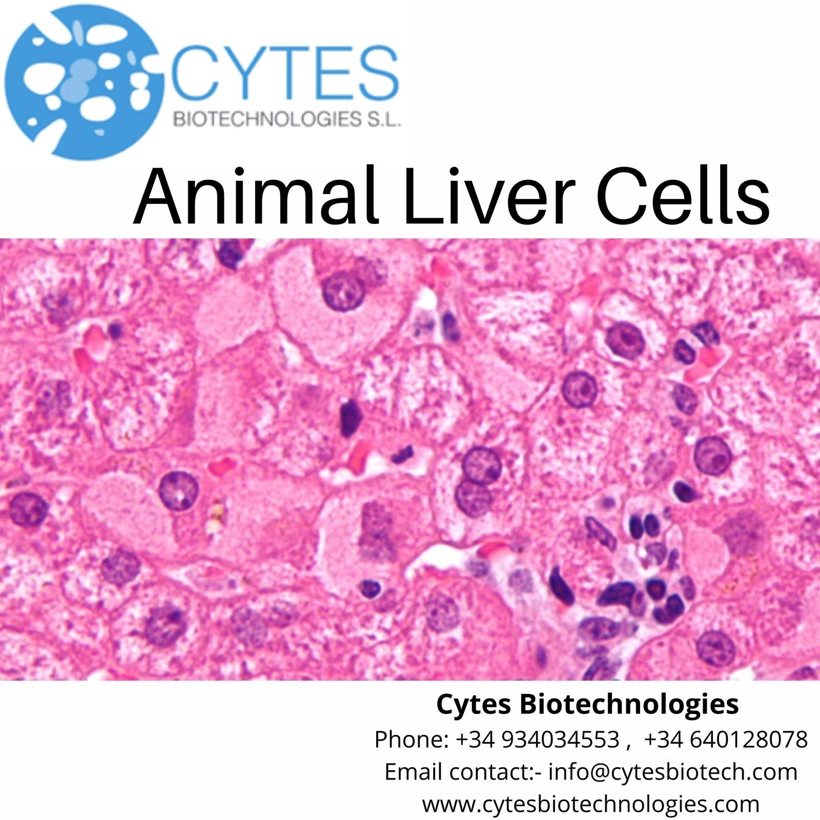 Animal Liver Cell