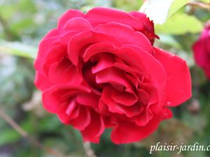 Les rosiers grimpants - plaisir-jardin.com