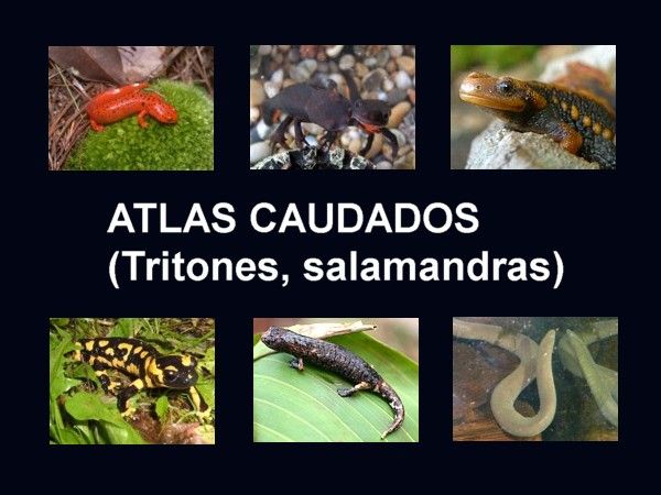 Clasificación de anfibios: Urodelos - Descubriendo a los anfibios