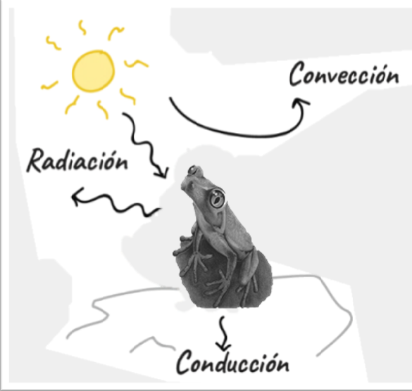 Anfibios animales ectotermos - Descubriendo a los anfibios