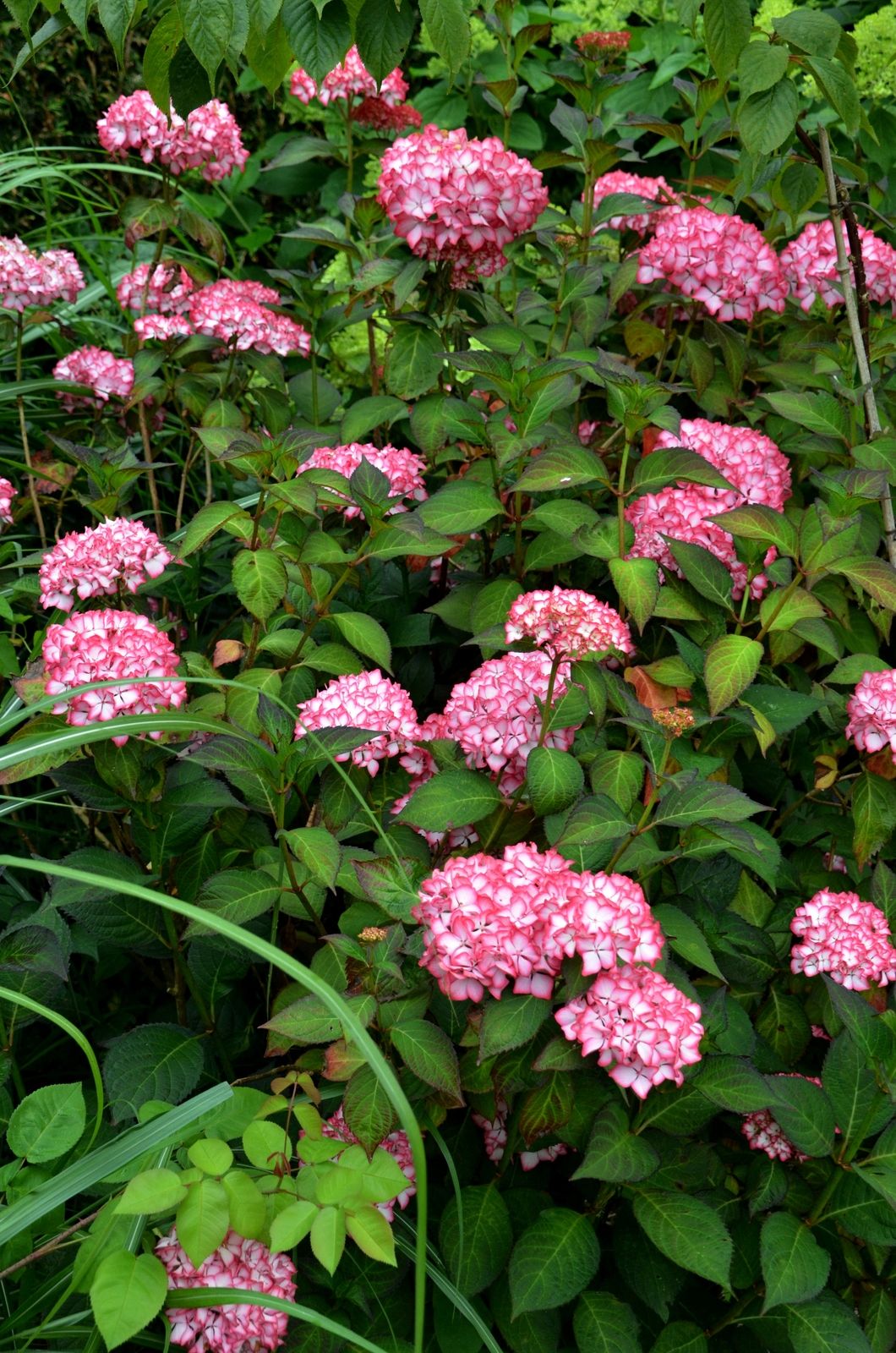 Le jardin de Basroger, sous le signe des hydrangeas - Blog du Val d'Ouve