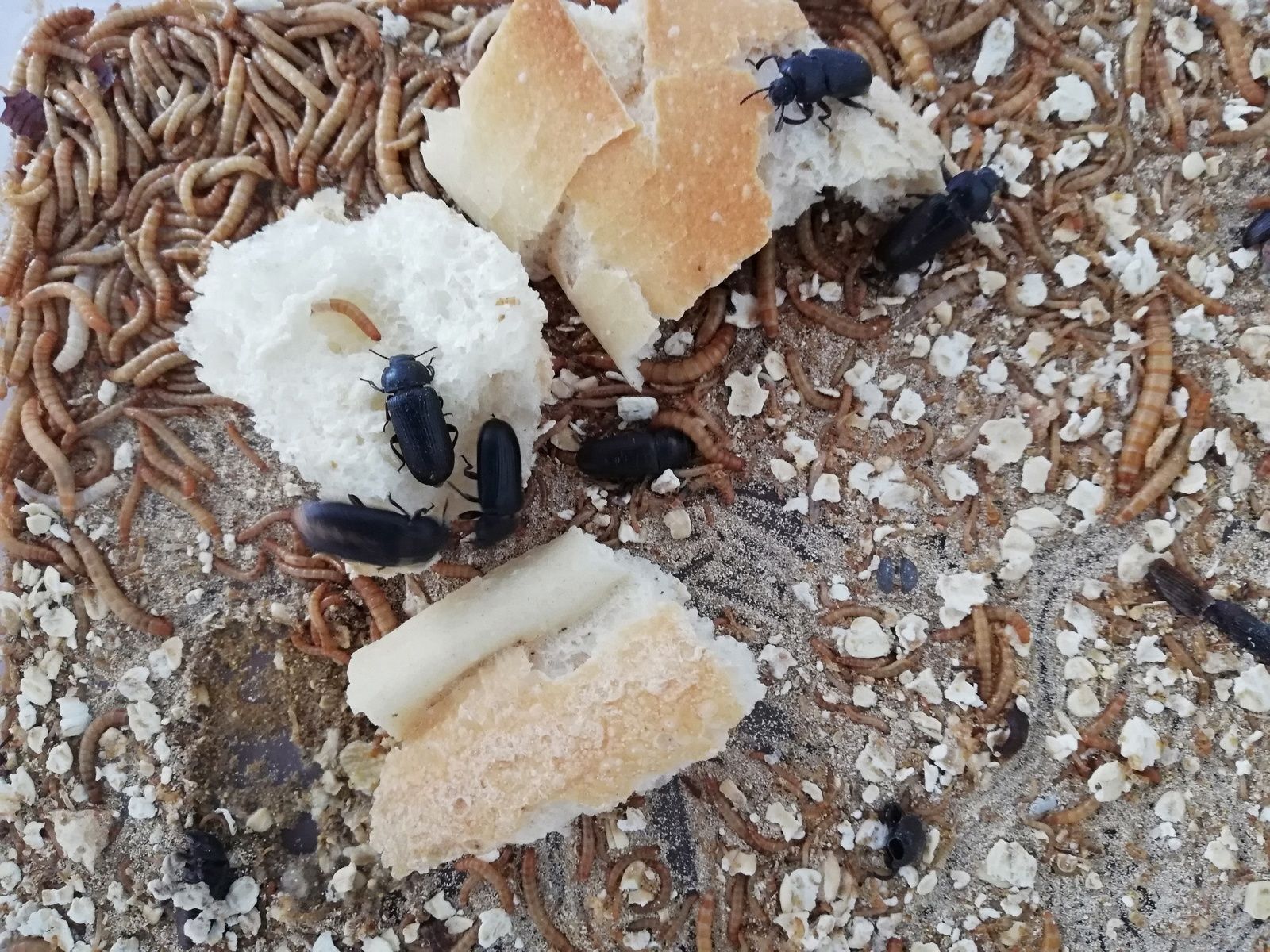 Nos élevages de vers de farine - Maternelle Gringoire