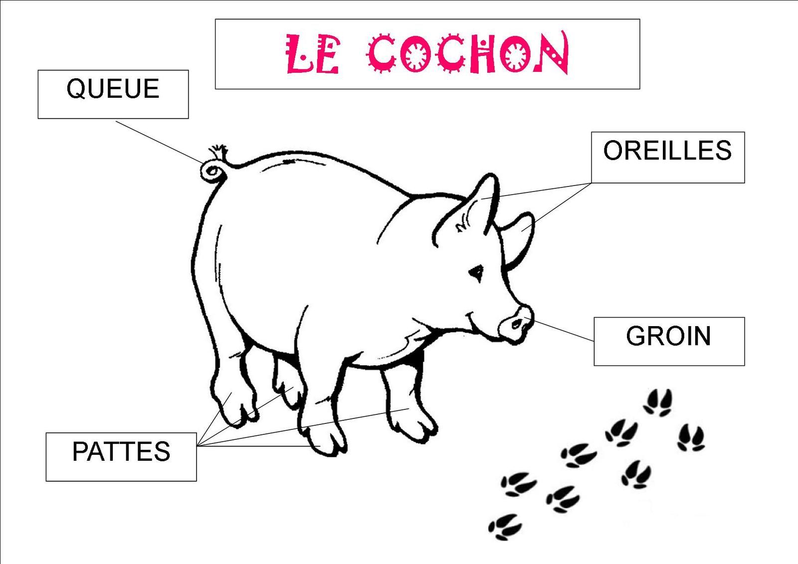 Langage : la fiche d'identité - les parties du corps du cochon ...