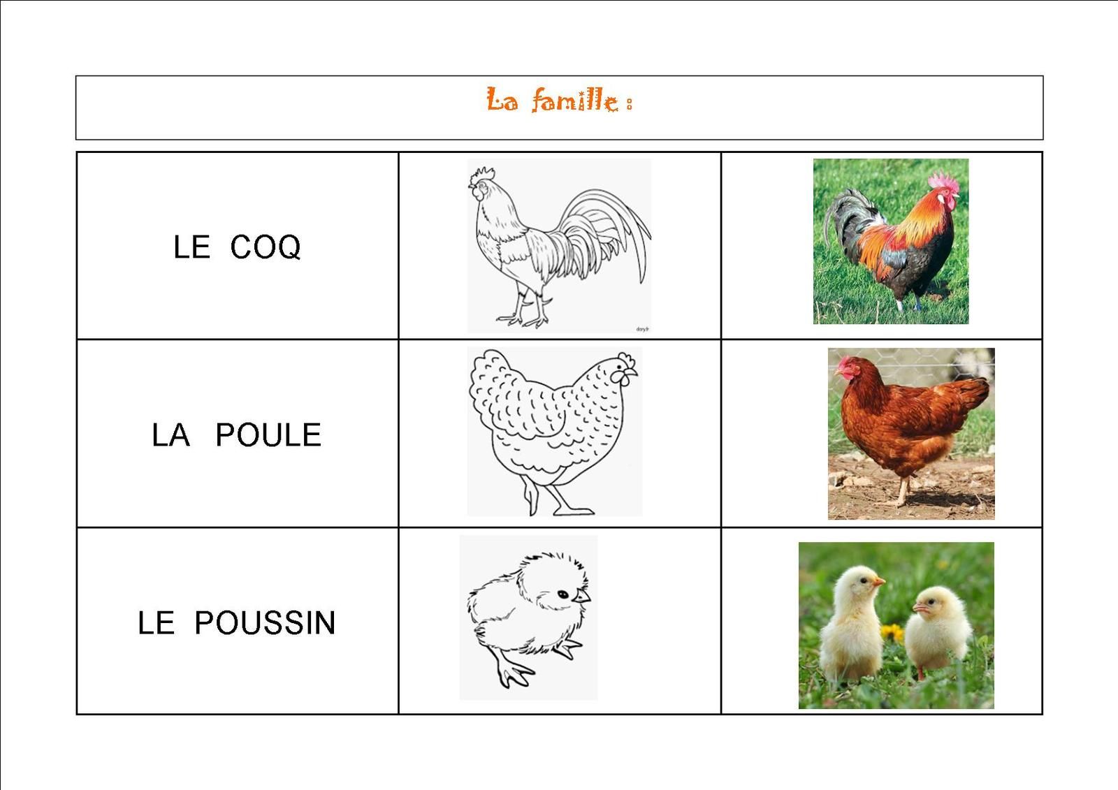 Langage : fiche d'identité - la famille de "la poule" - Maternelle ...