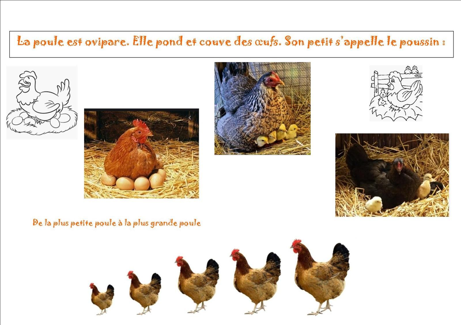 Langage : fiche d'identité - la famille de "la poule" - Maternelle ...