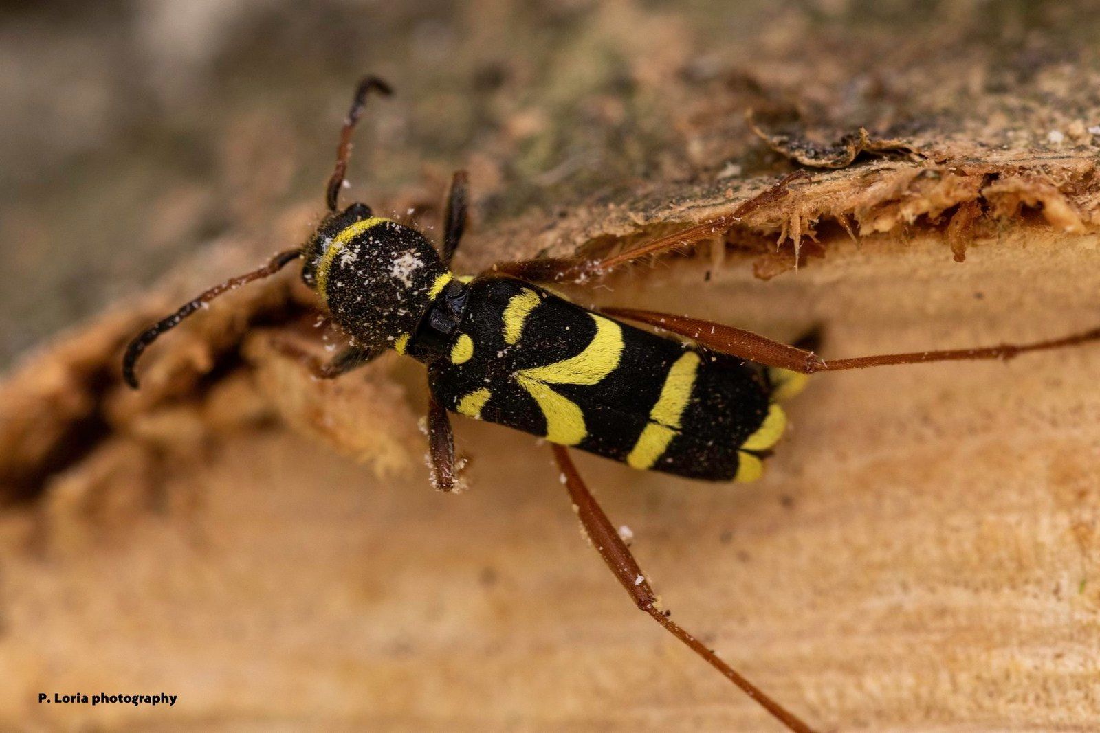 Le clyte bélier, Clytus arietis - Exploria Nature