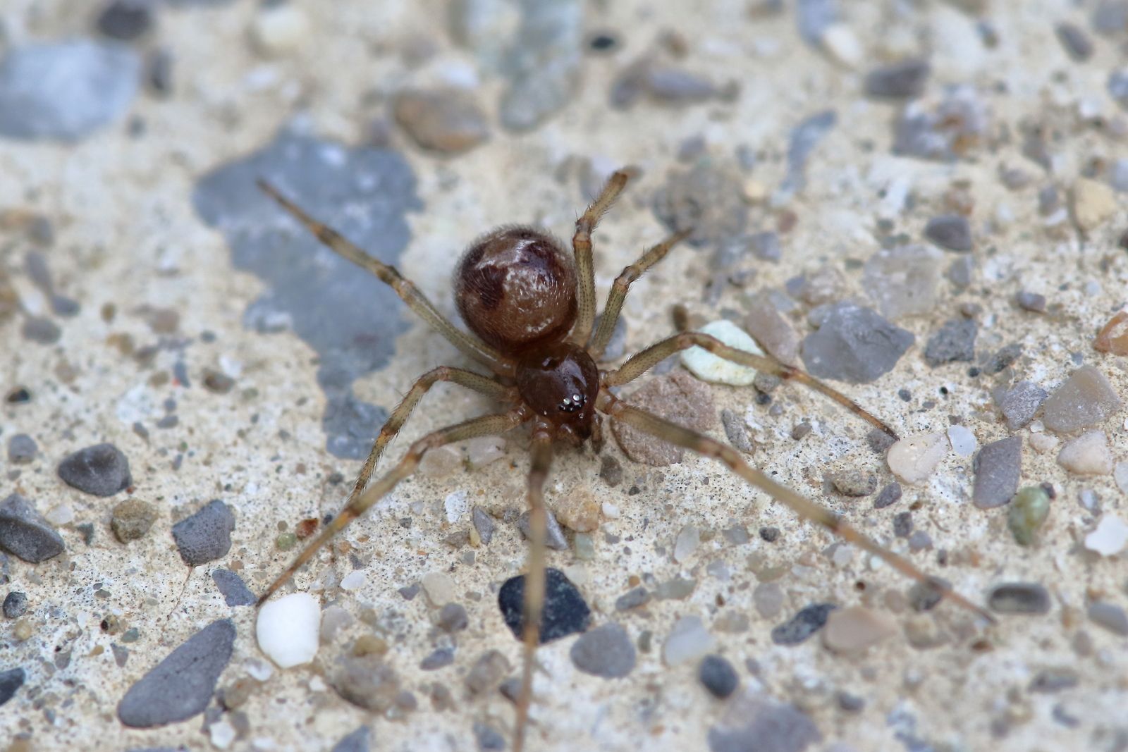 Liste des familles d'araignées - Exploria Nature