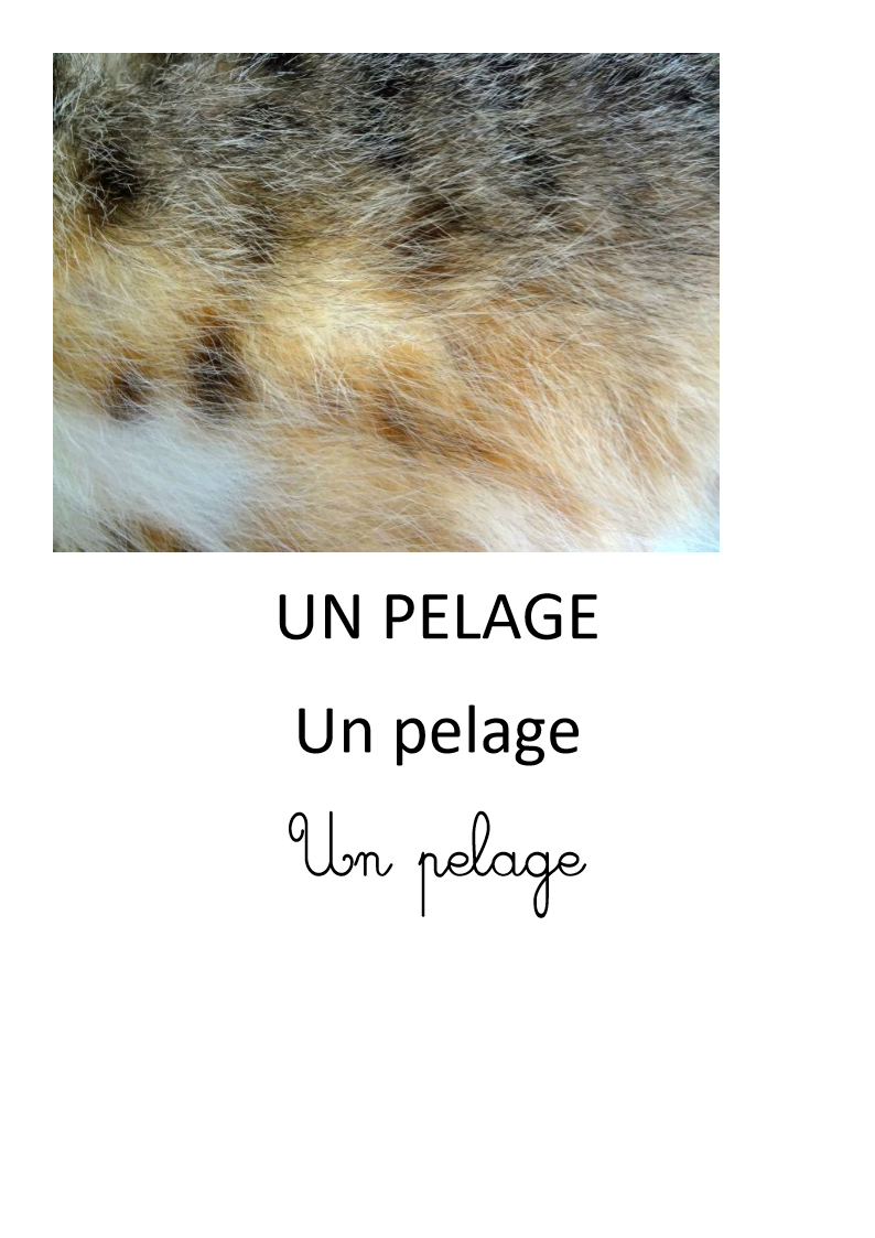 imagier autour du thème du loup - Materestelle