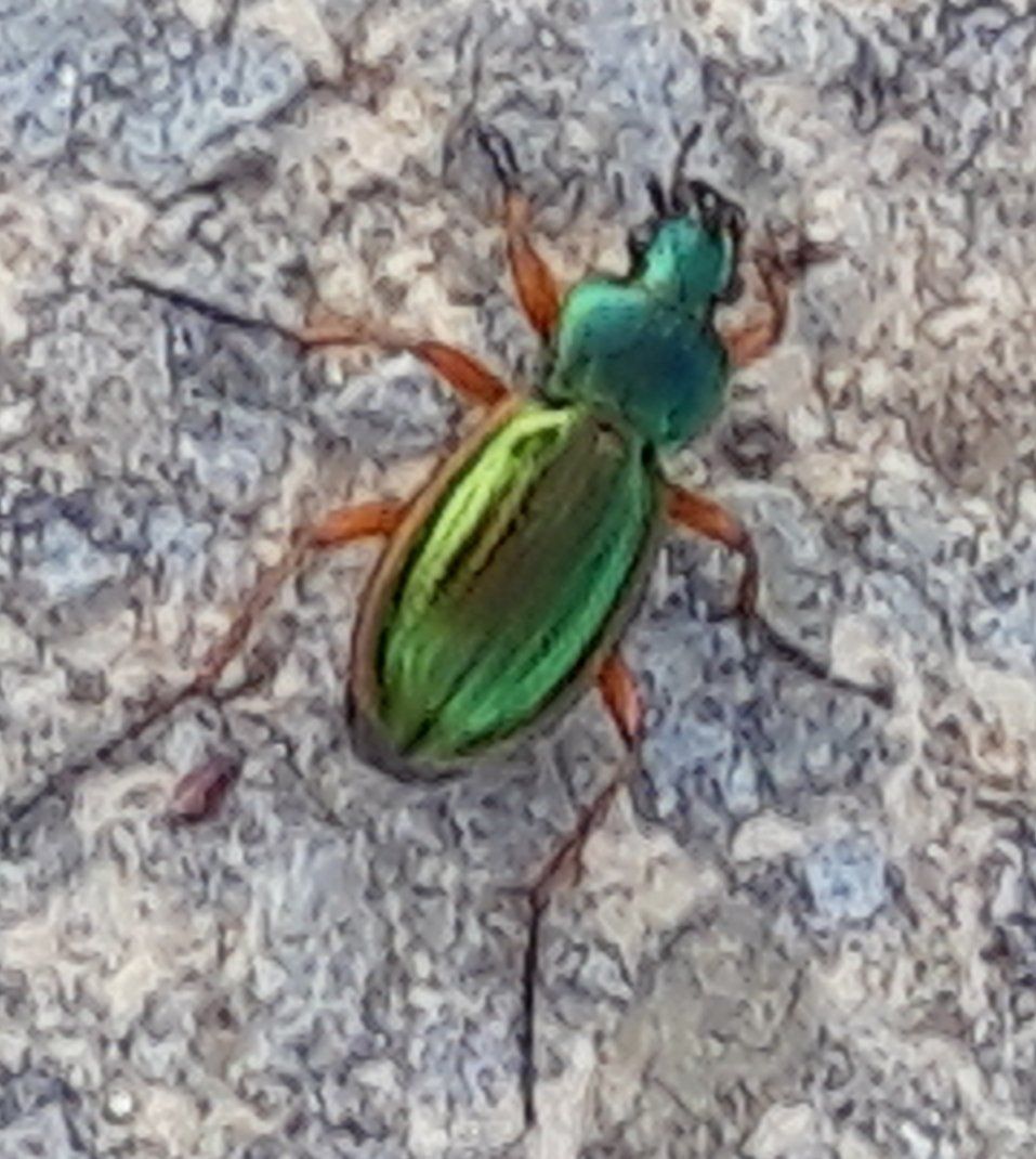 Le carabe doré à pattes rouges - naturila