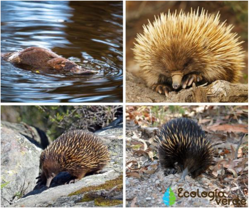 Subclase Prototheria - Generalidades de mamíferos